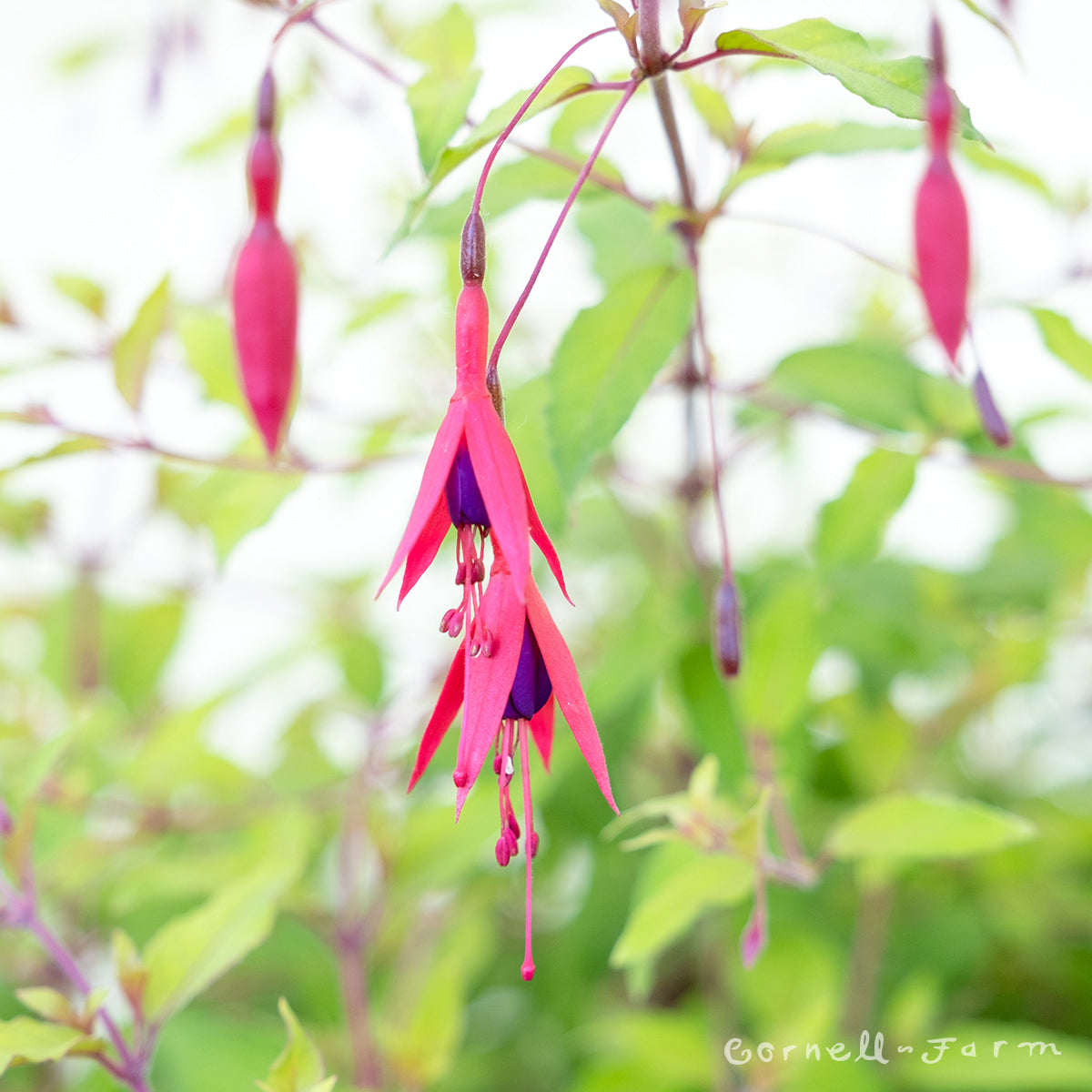 Fuchsia m. Aurea 1gal Hardy – Cornell Farm