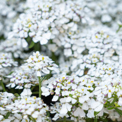 Iberis a. Summer Snowdrift Qrt Candytuft – Cornell Farm