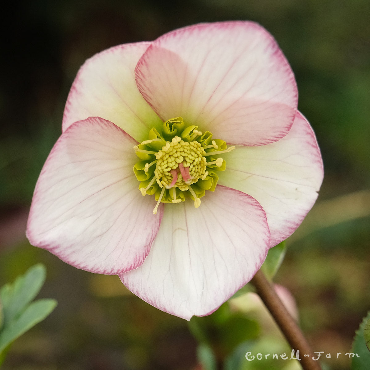 Helleborus Ice N' Roses Picotee HGC 1gal – Cornell Farm