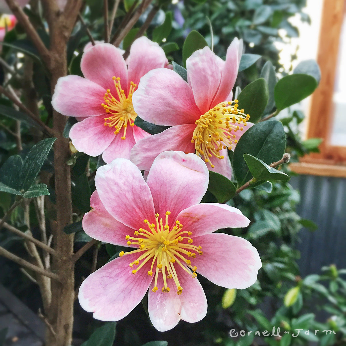 Camellia s. Pink-A-Boo 5gal PT – Cornell Farm