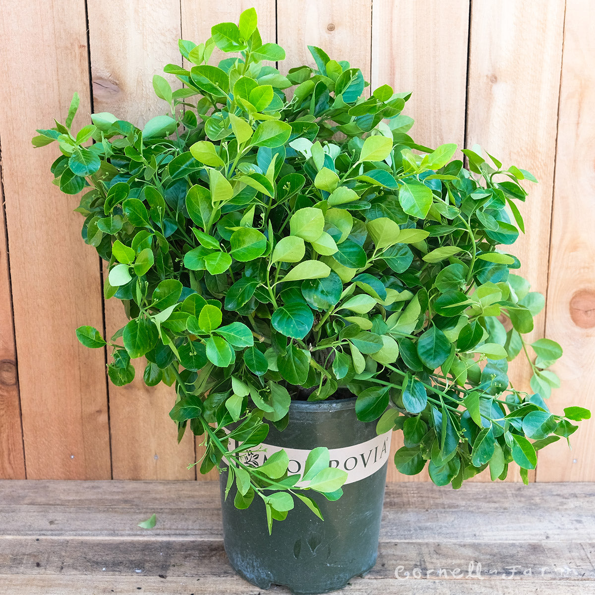 Euonymus Manhattan Shrub Reduced | www.oceanproperty.co.th