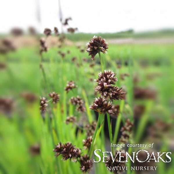 Juncus ensifolius 1gal Dagger Leaf Rush – Cornell Farm