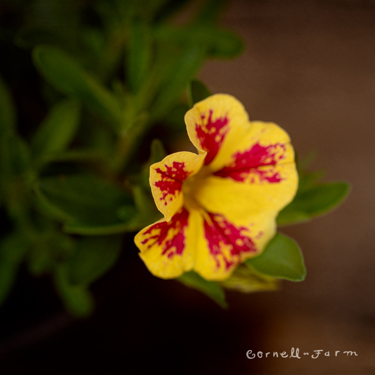 Calibrachoa Candy Shop Candy Bouquet 4.25in CF – Cornell Farm