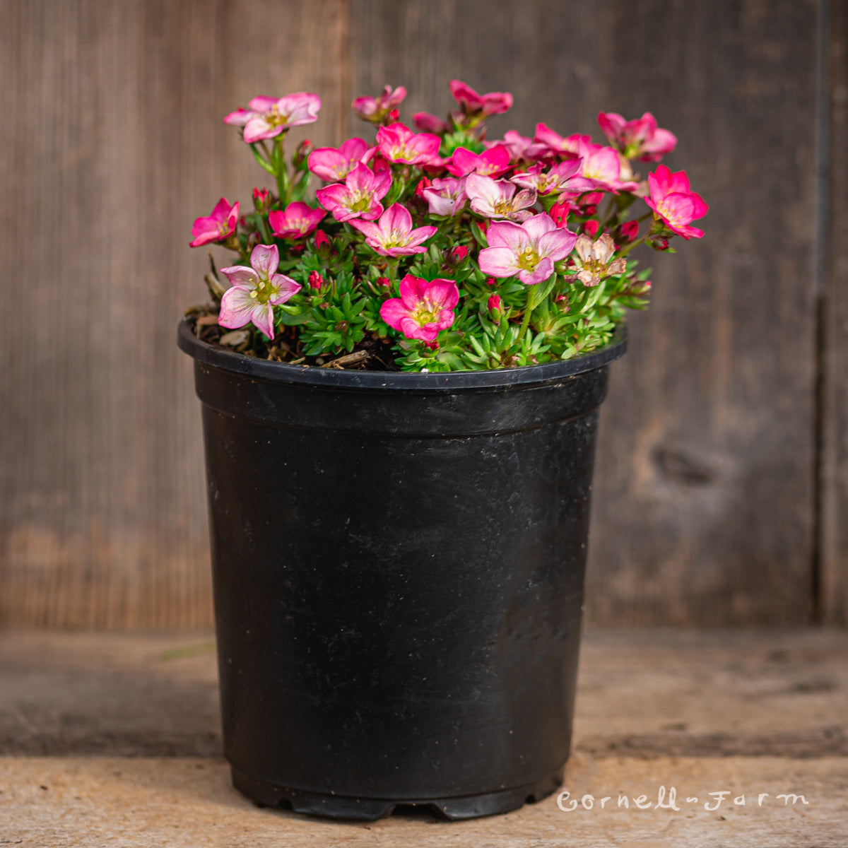 Saxifraga Alpino Early Magic Salmon Qrt – Cornell Farm