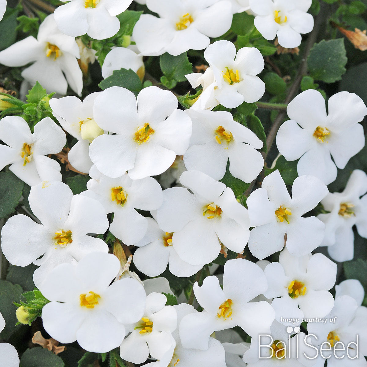 Bacopa White 4.25in CF – Cornell Farm