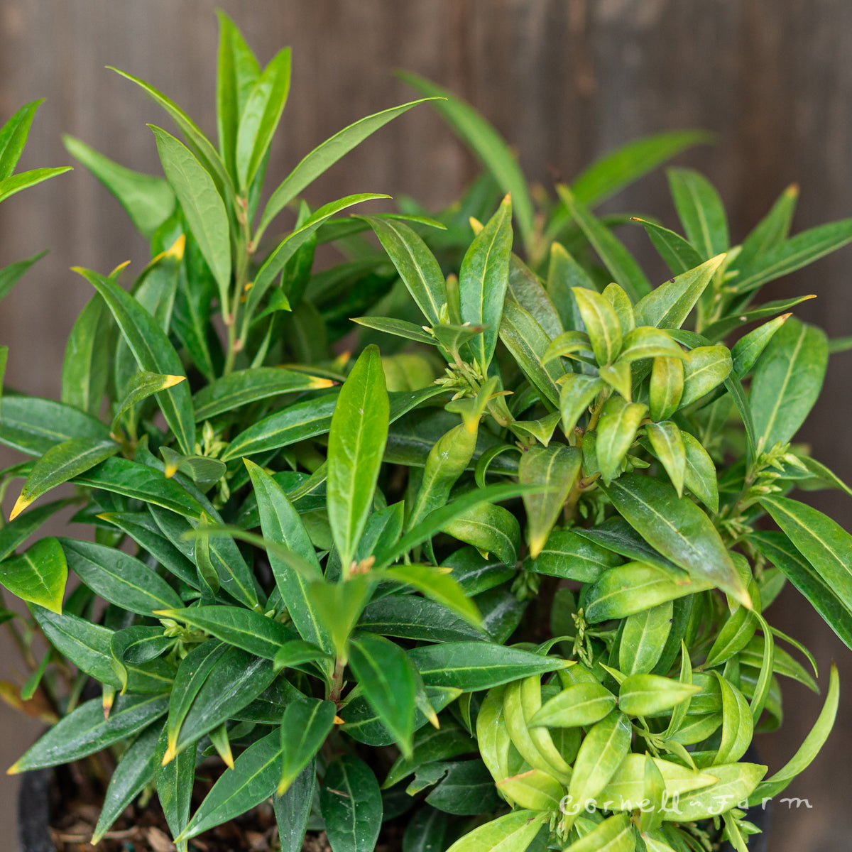 Sarcococca h. Fragrant Valley 1gal Sweetbox – Cornell Farm