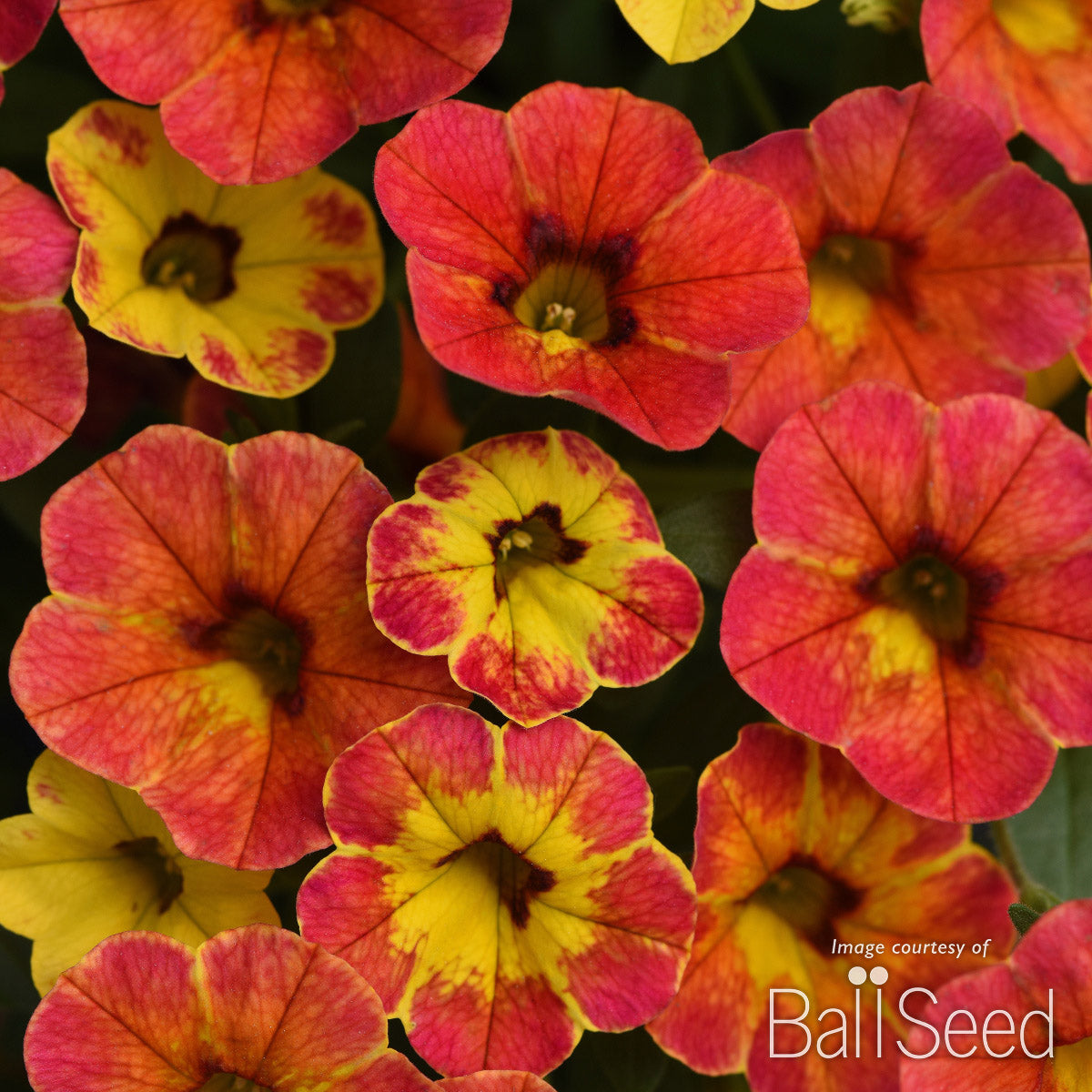 Calibrachoa Diva Orange Cabaret 4.25in CF – Cornell Farm