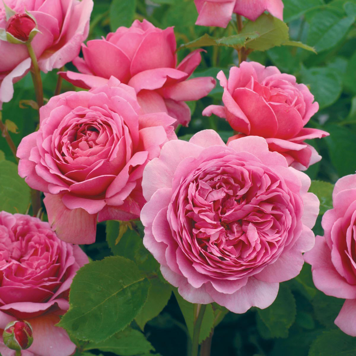 Rose Princess Alexandra of Kent 5 gal David Austin – Cornell Farm