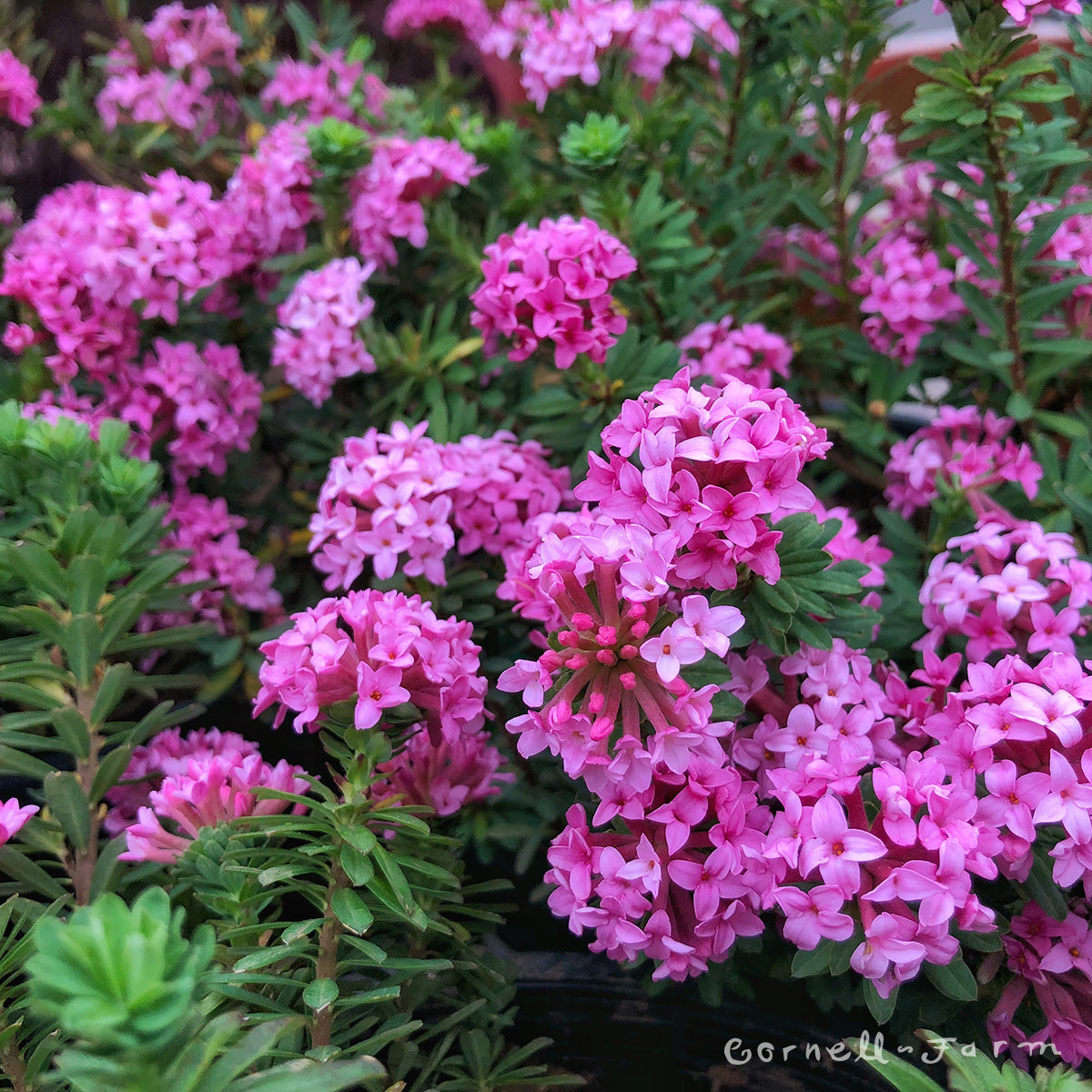 Daphne cneorum Rock Daphne 15-18in – Cornell Farm