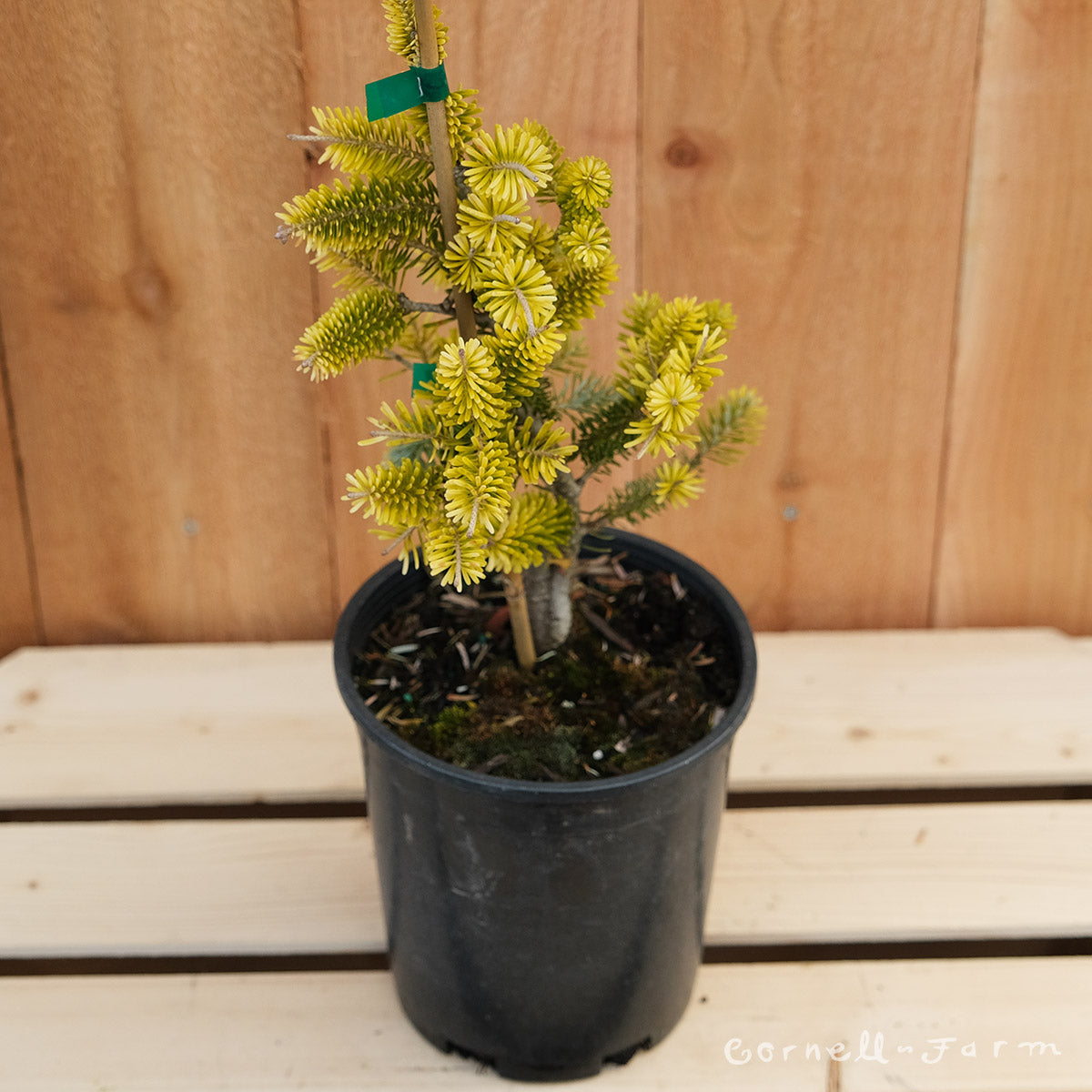 Abies koreana Aurea 1gal Golden Korean Fir – Cornell Farm