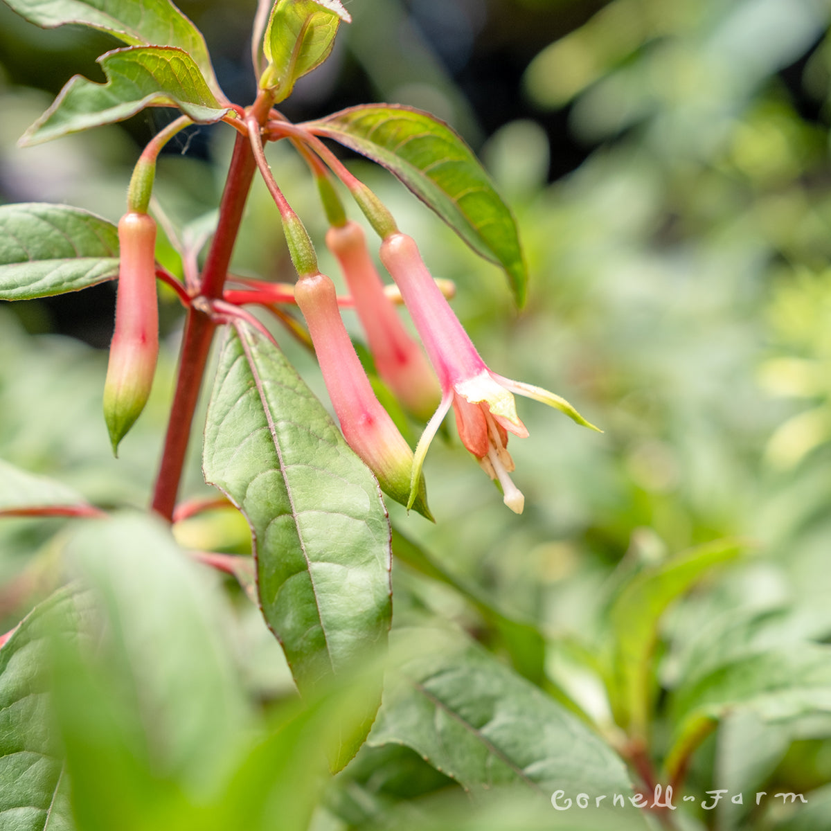Fuchsia Neon Tricolor 1gal – Cornell Farm