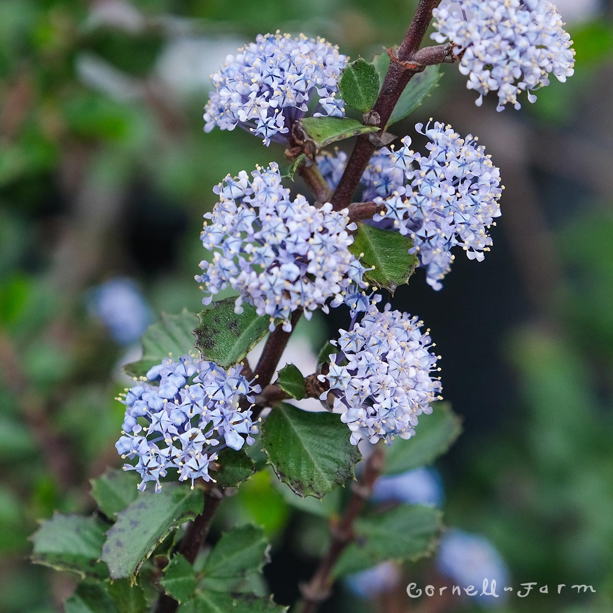 Ceanothus gloriosis 4in Point Reyes California Lilac – Cornell Farm
