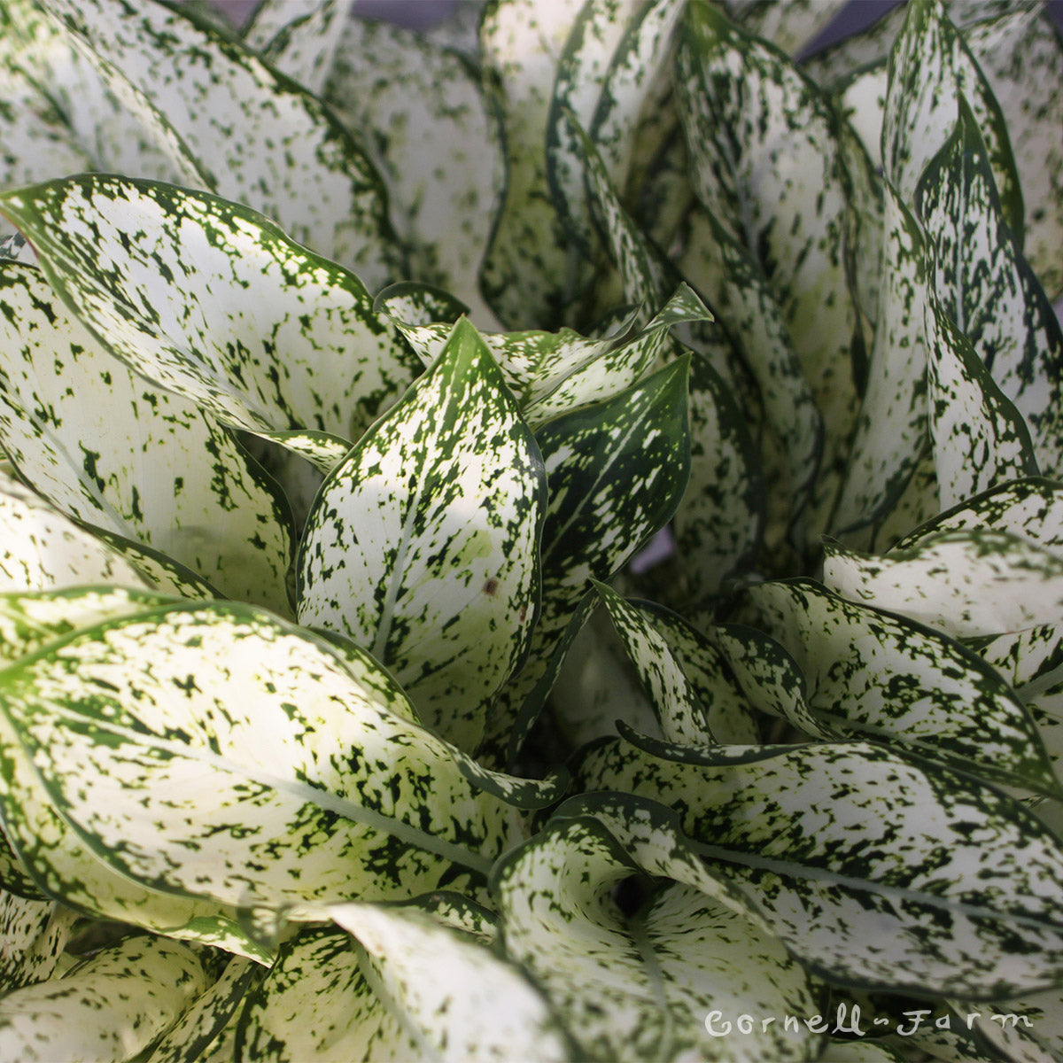 Aglaonema 6in Spring Snow – Cornell Farm