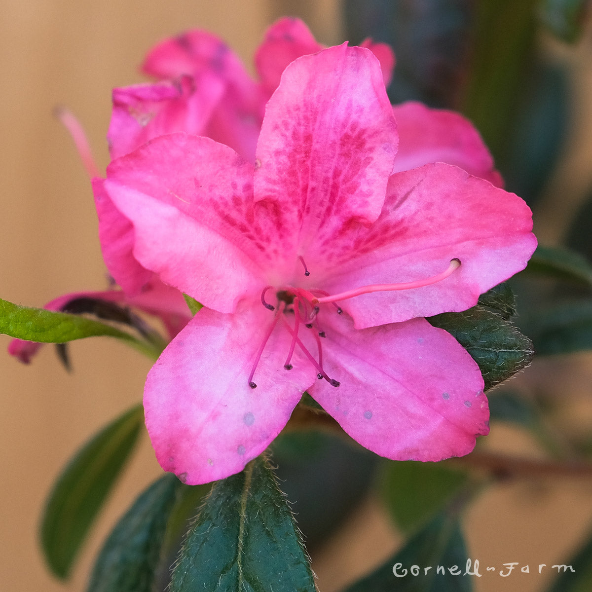 Azalea Autumn Jewel 3gal Encore DkPink – Cornell Farm