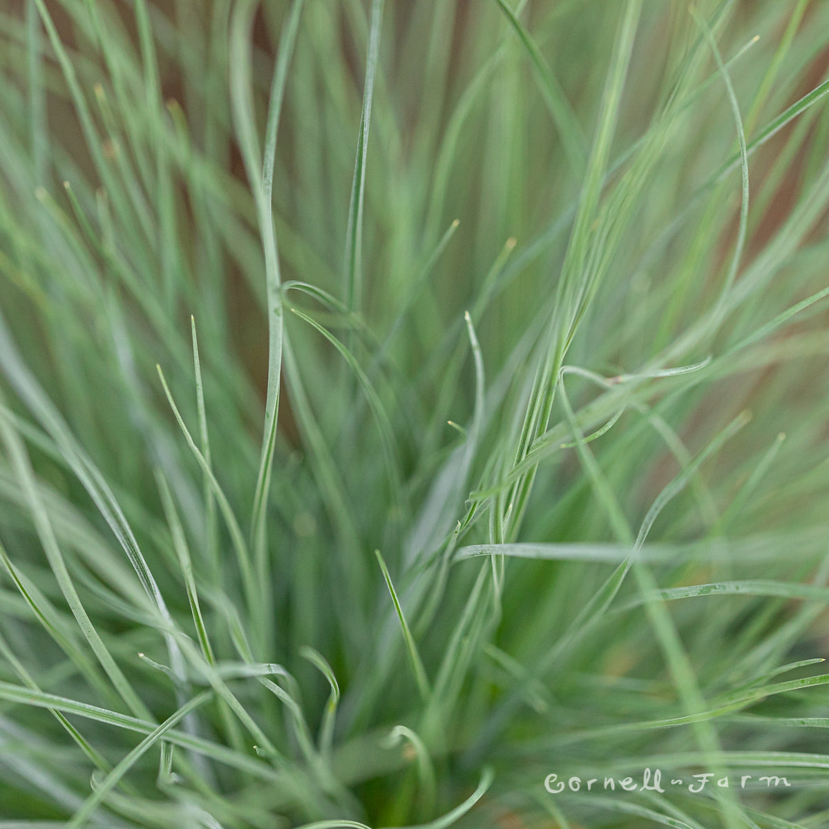 Festuca Glauca Intense Blue