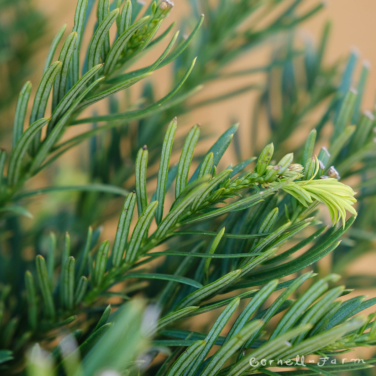 Cephalotaxus h. Hedgehog 3gal Plum Yew – Cornell Farm