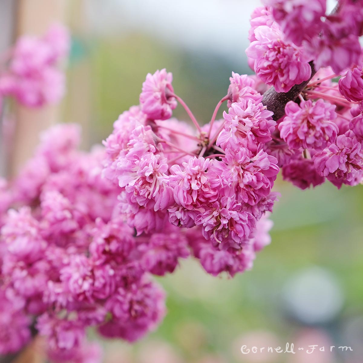 Cercis c. Pink Pom Poms 7gal Redbud – Cornell Farm