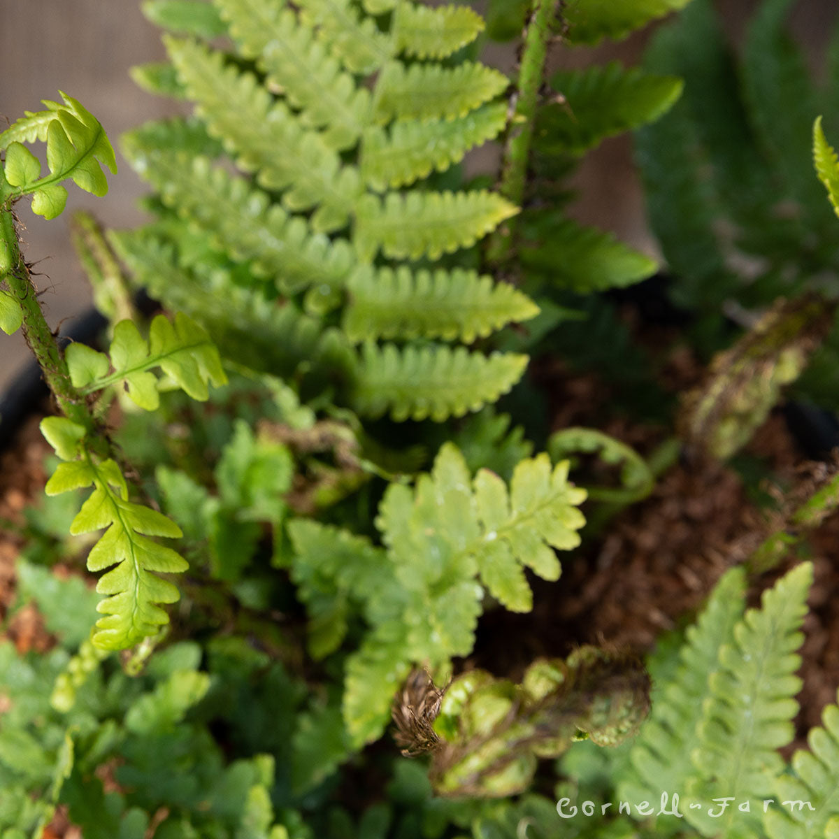 Dryopteris pulch. Beautiful Wood Fern 1gal – Cornell Farm