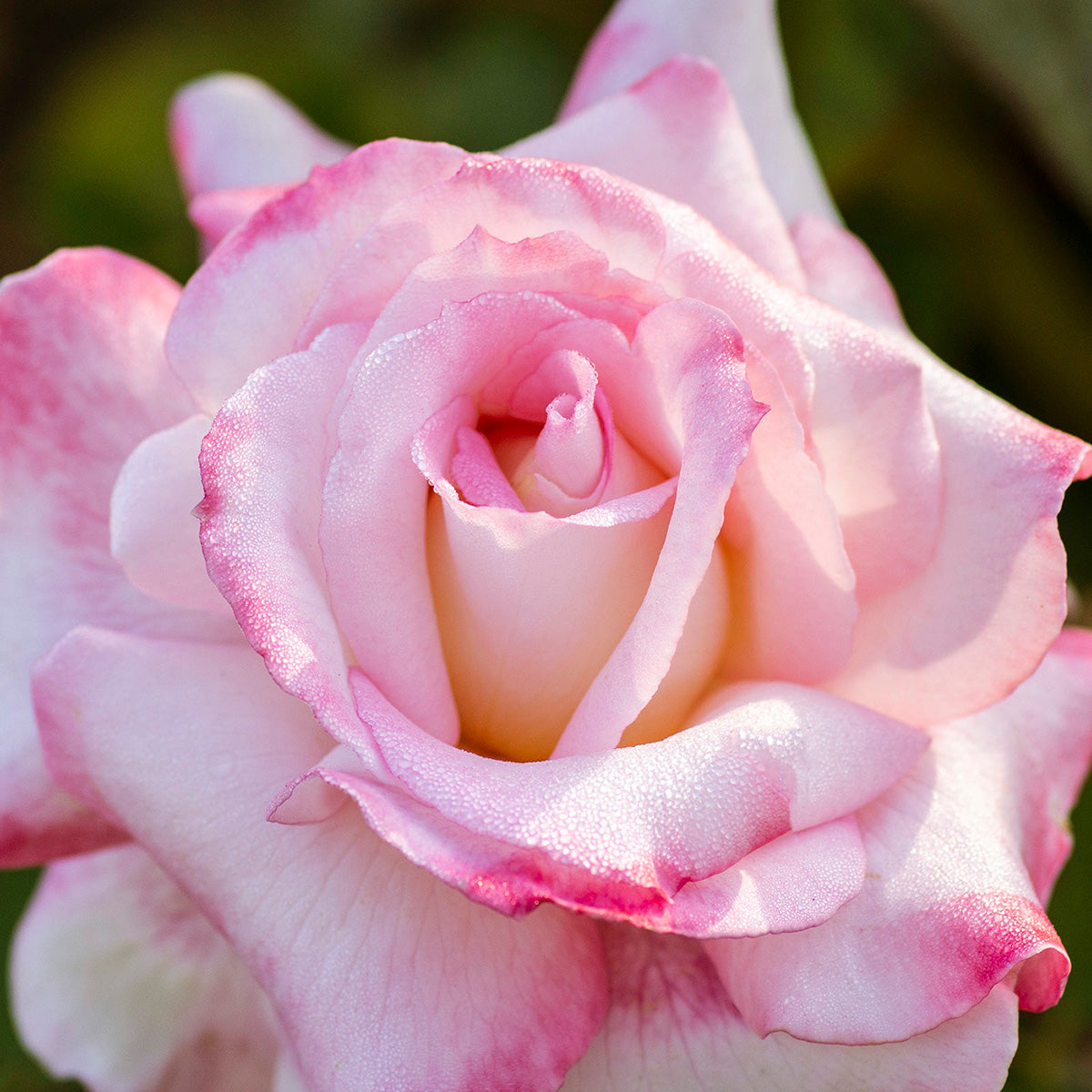 Rose Secret 5gal Hybrid Tea – Cornell Farm