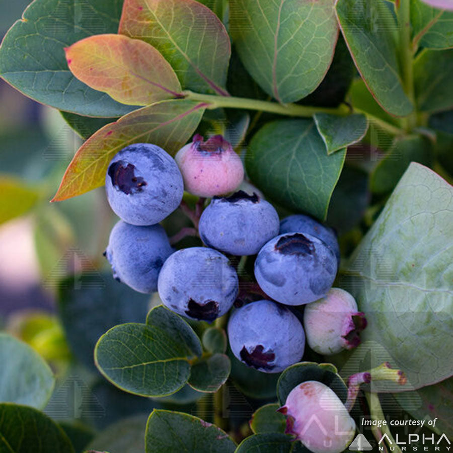 Blueberry Silver Dollar 2gal – Cornell Farm