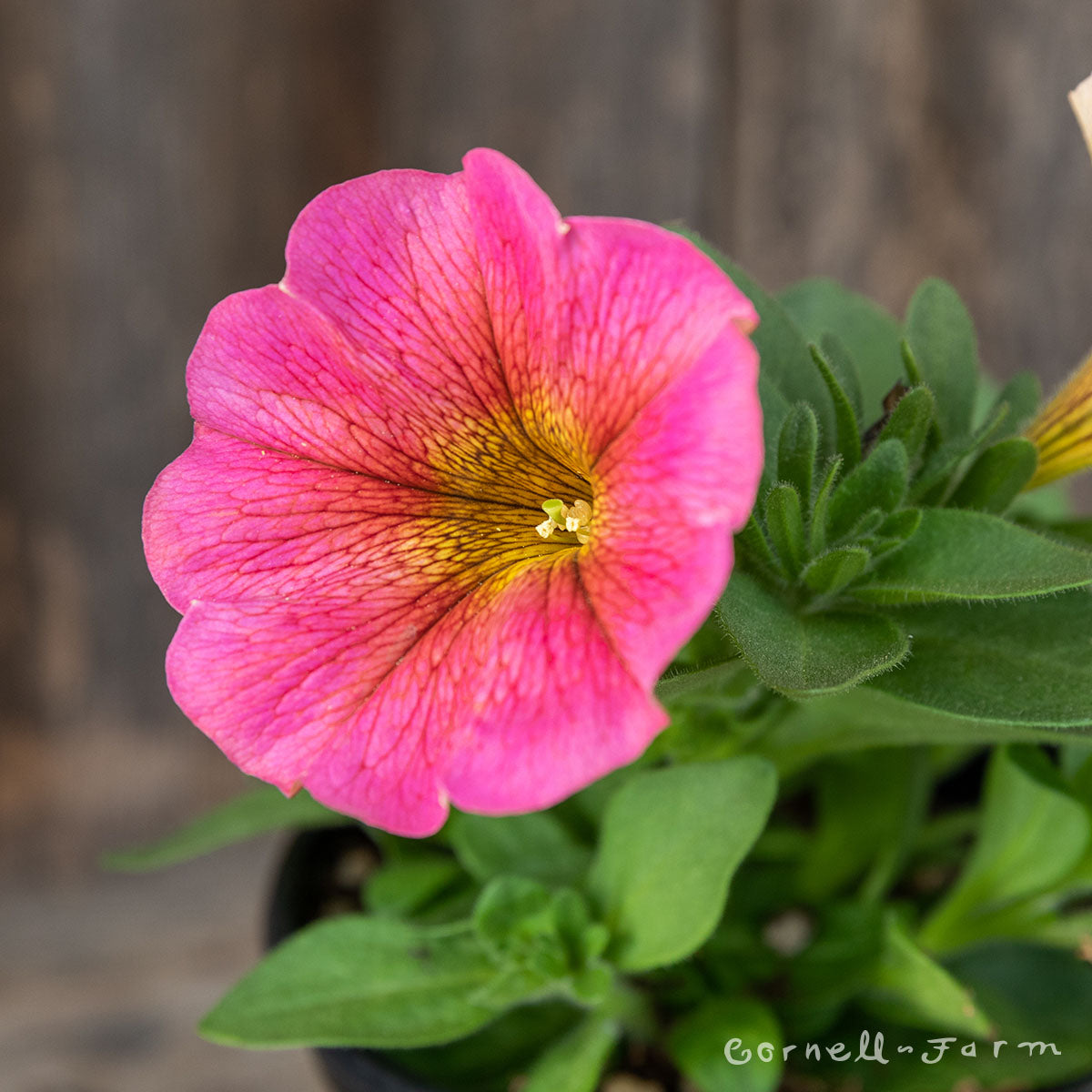 Petunia SuperCal Sunray Pink 4.25in Premium CF – Cornell Farm