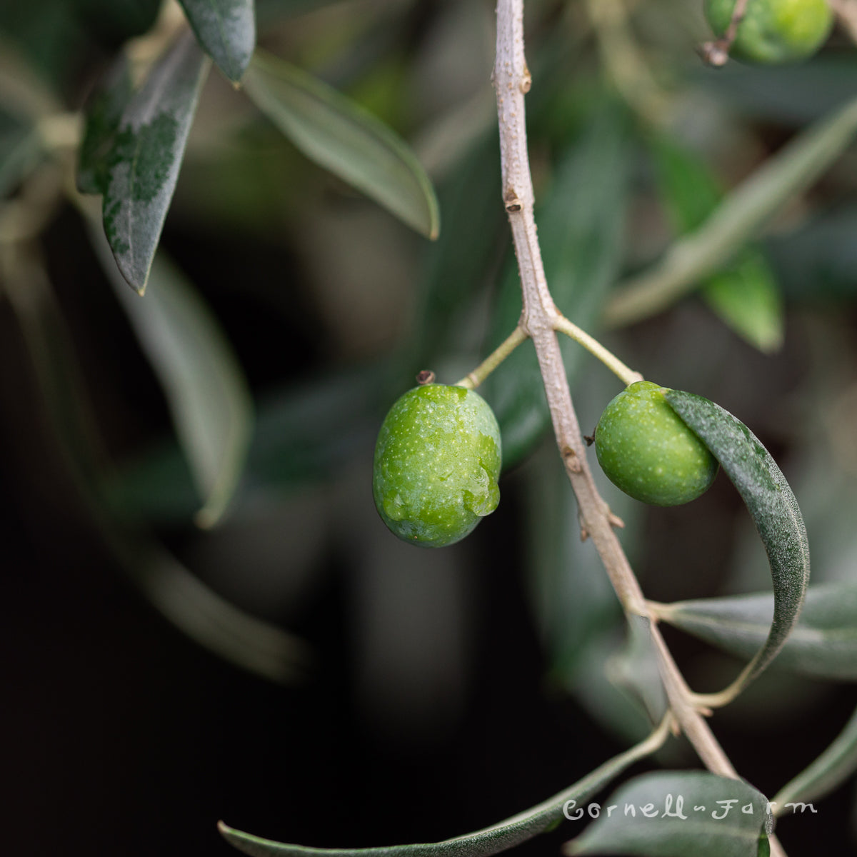 Olea Mission 8in Deco Pot Olive – Cornell Farm