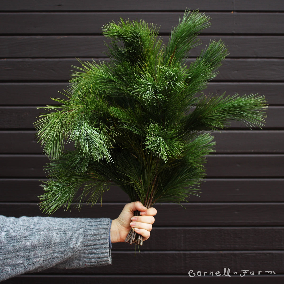 White Pine bunch - princess pine – Cornell Farm