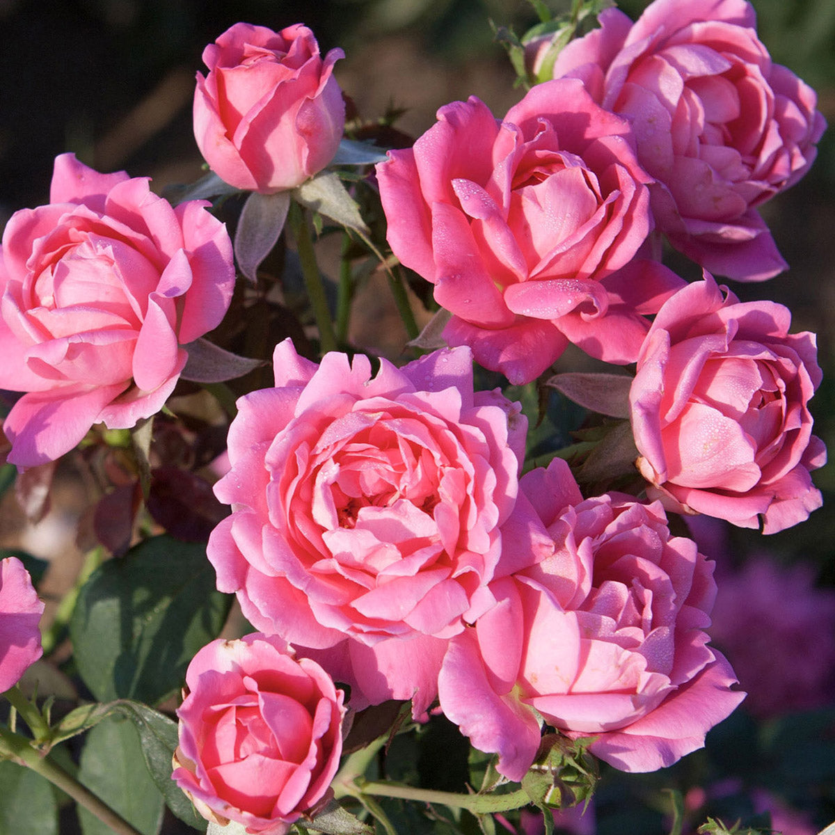 Rose Knockout Double Pink 5gal Shrub – Cornell Farm