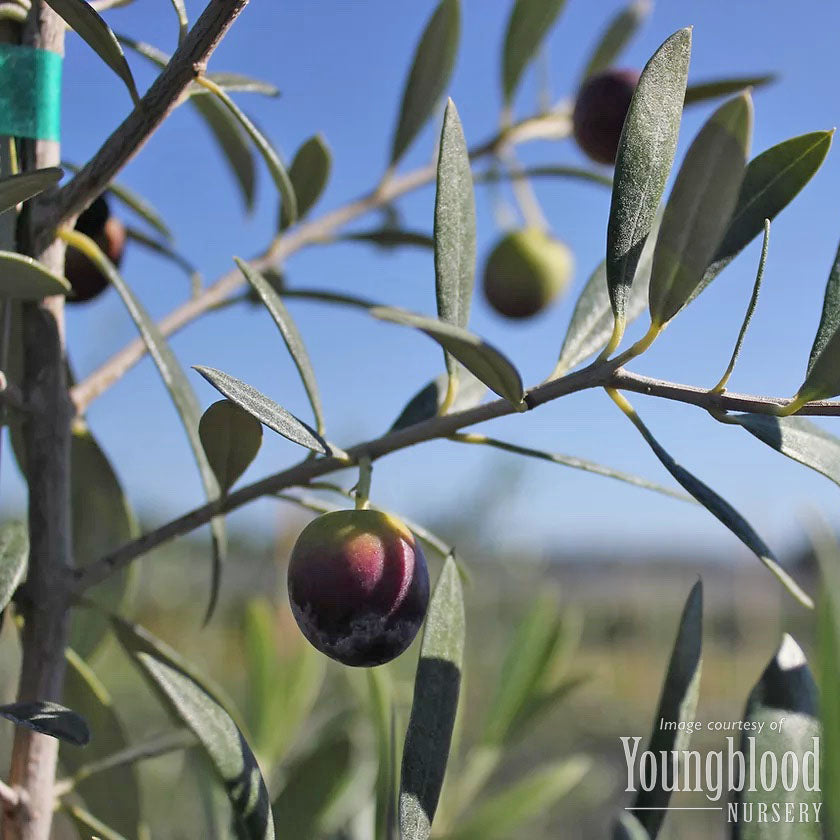 Olea Arbequina 5gal Patio Tree Olive – Cornell Farm