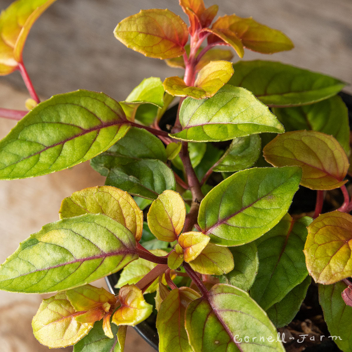 Fuchsia Autumnale 4.25in CF – Cornell Farm