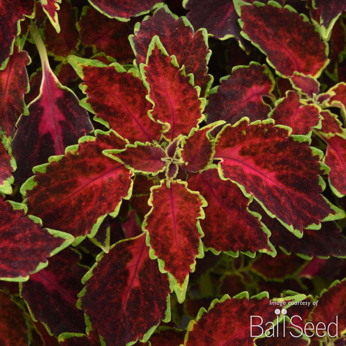 Coleus Ruby Punch 4.25in CF – Cornell Farm