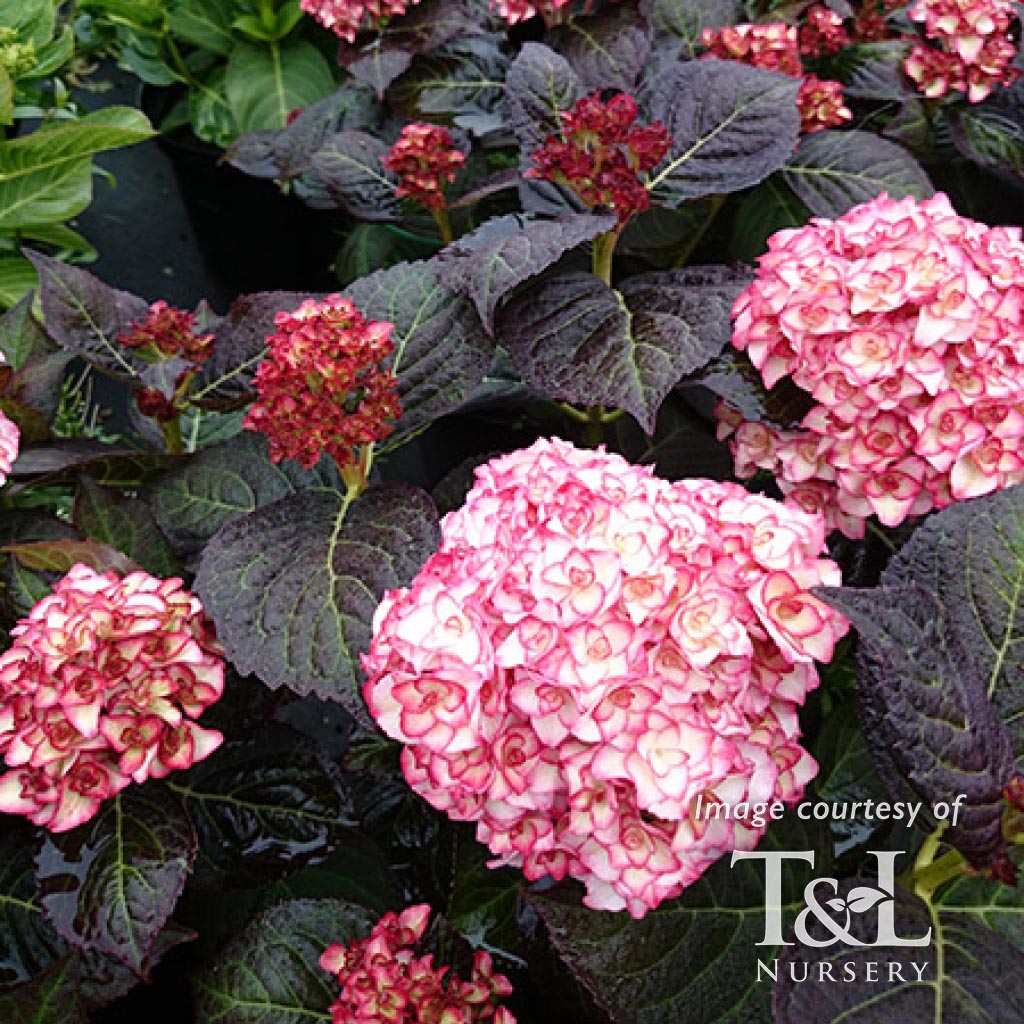 Hydrangea m. Miss Saori 1gal – Cornell Farm