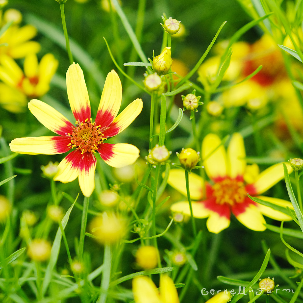 Coreopsis Firefly 1gal – Cornell Farm