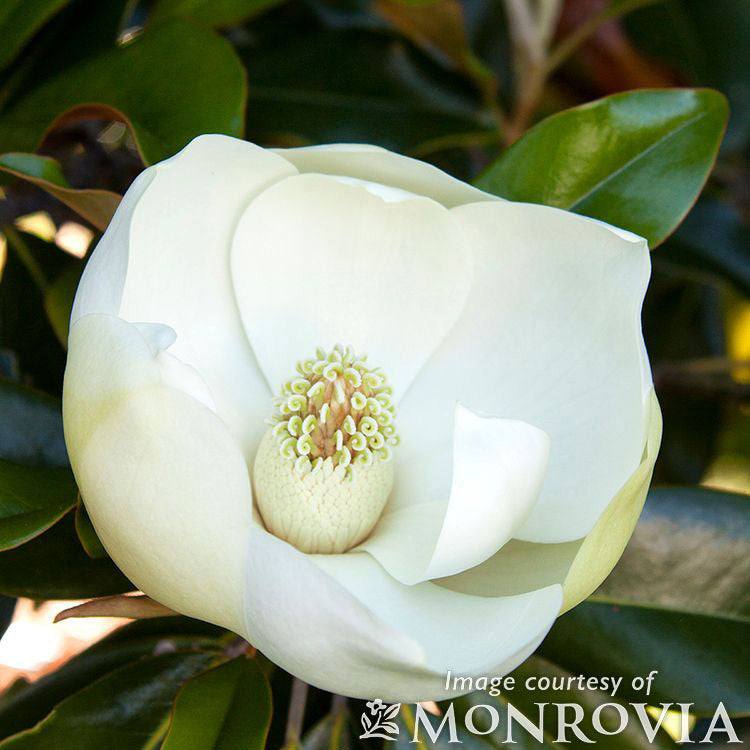 Magnolia grandiflora Little Gem Esp. 7gal – Cornell Farm