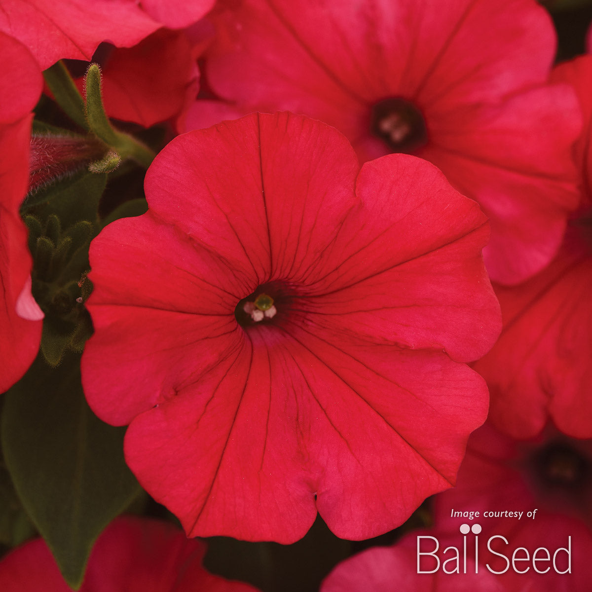 Petunia ColorRush Watermelon Red 4.25in CF – Cornell Farm