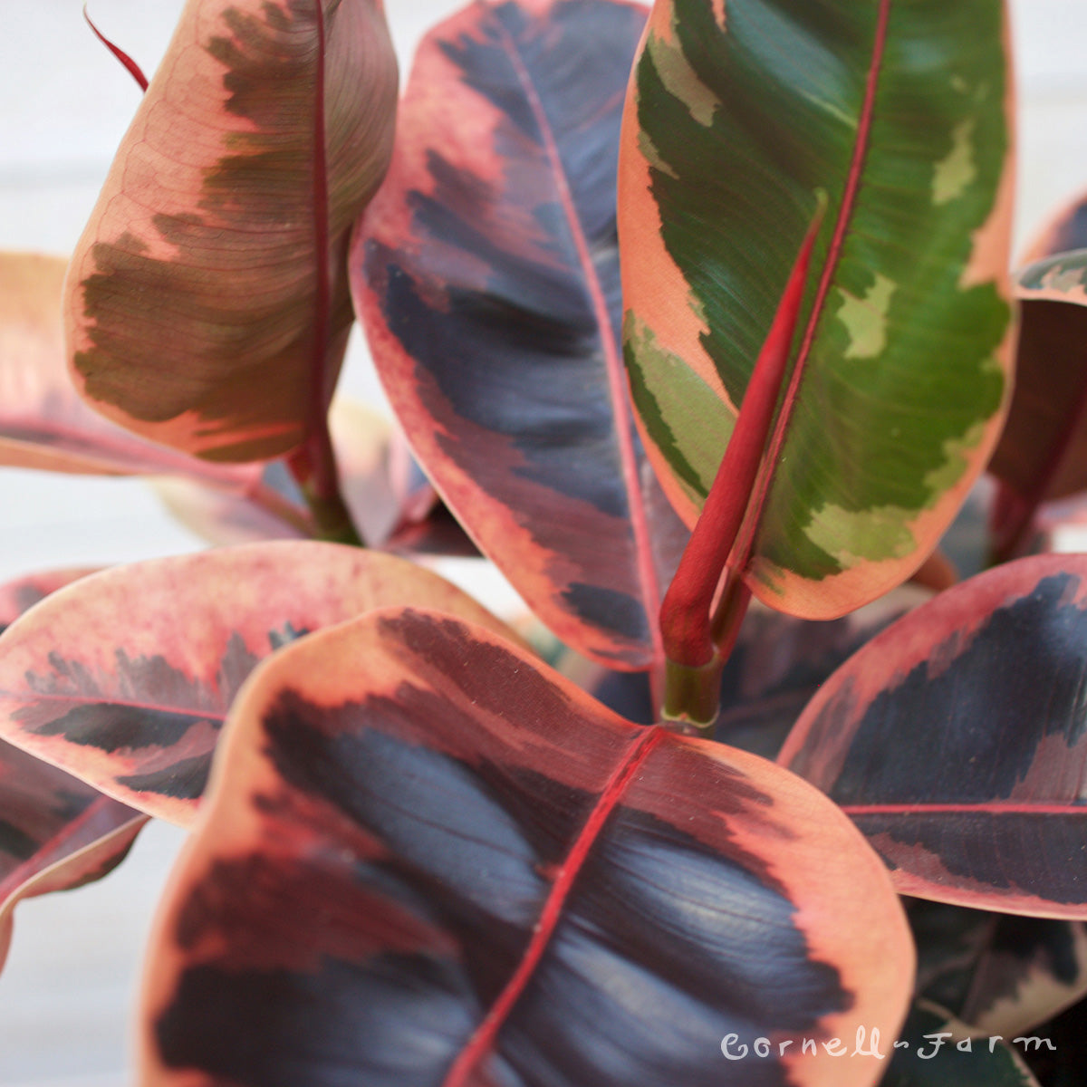 Ficus elastica 10in Ruby Rubber Tree – Cornell Farm