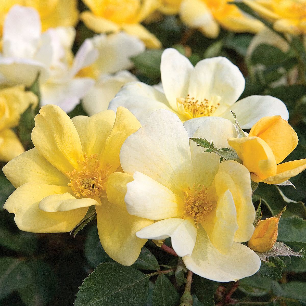 Rose Knockout Sunny 5gal Shrub – Cornell Farm